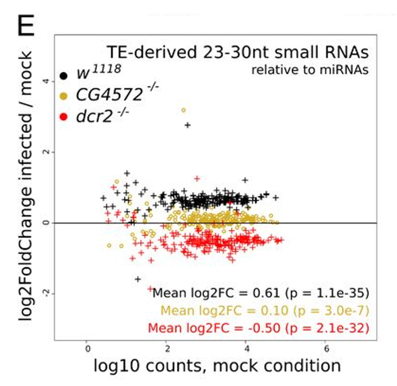 Accueil Transposable Element Transcript In Drosophila